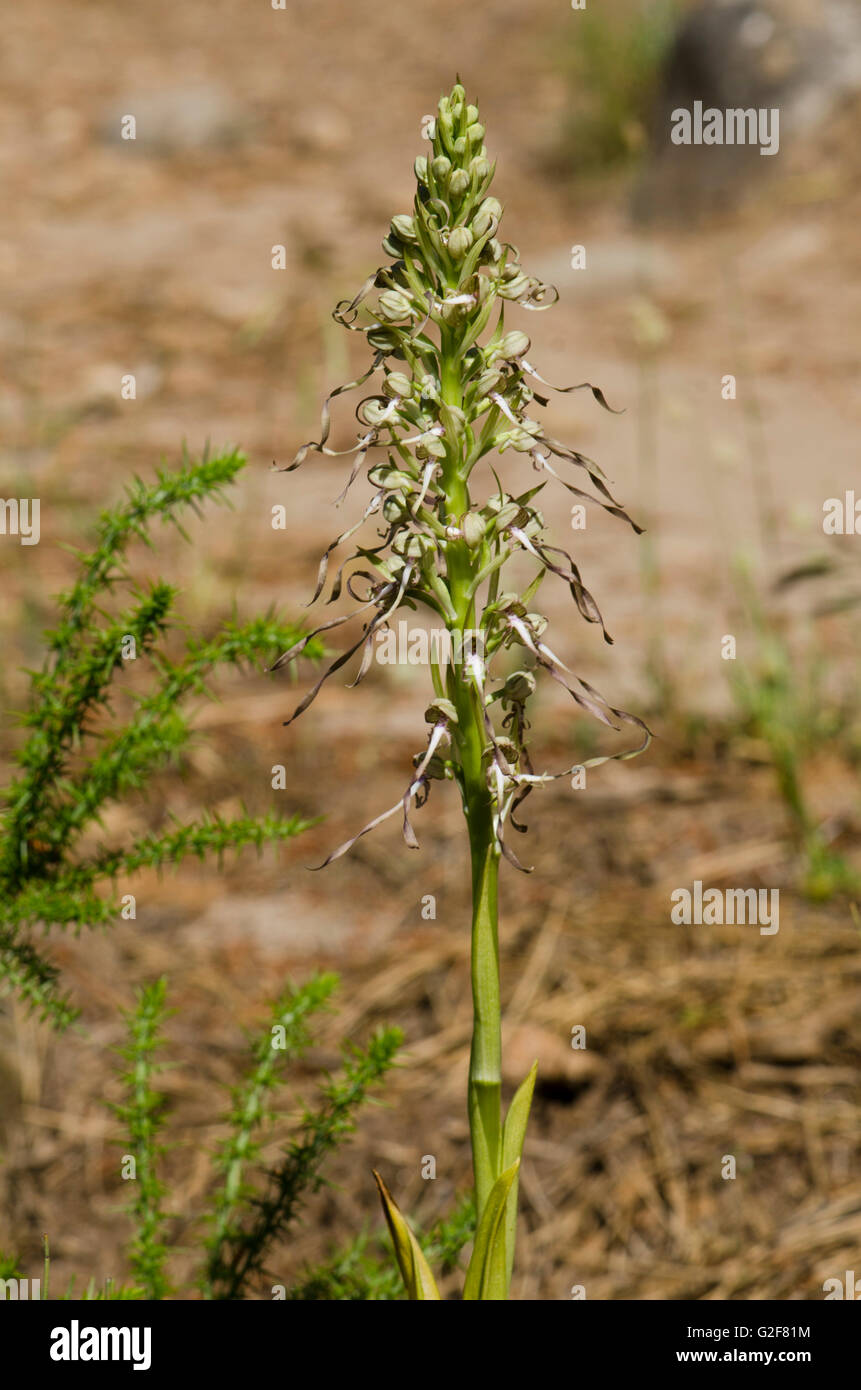 Lizard orchid, Himantoglossum hircinum, wild orchid, Andalusia, Spain ...