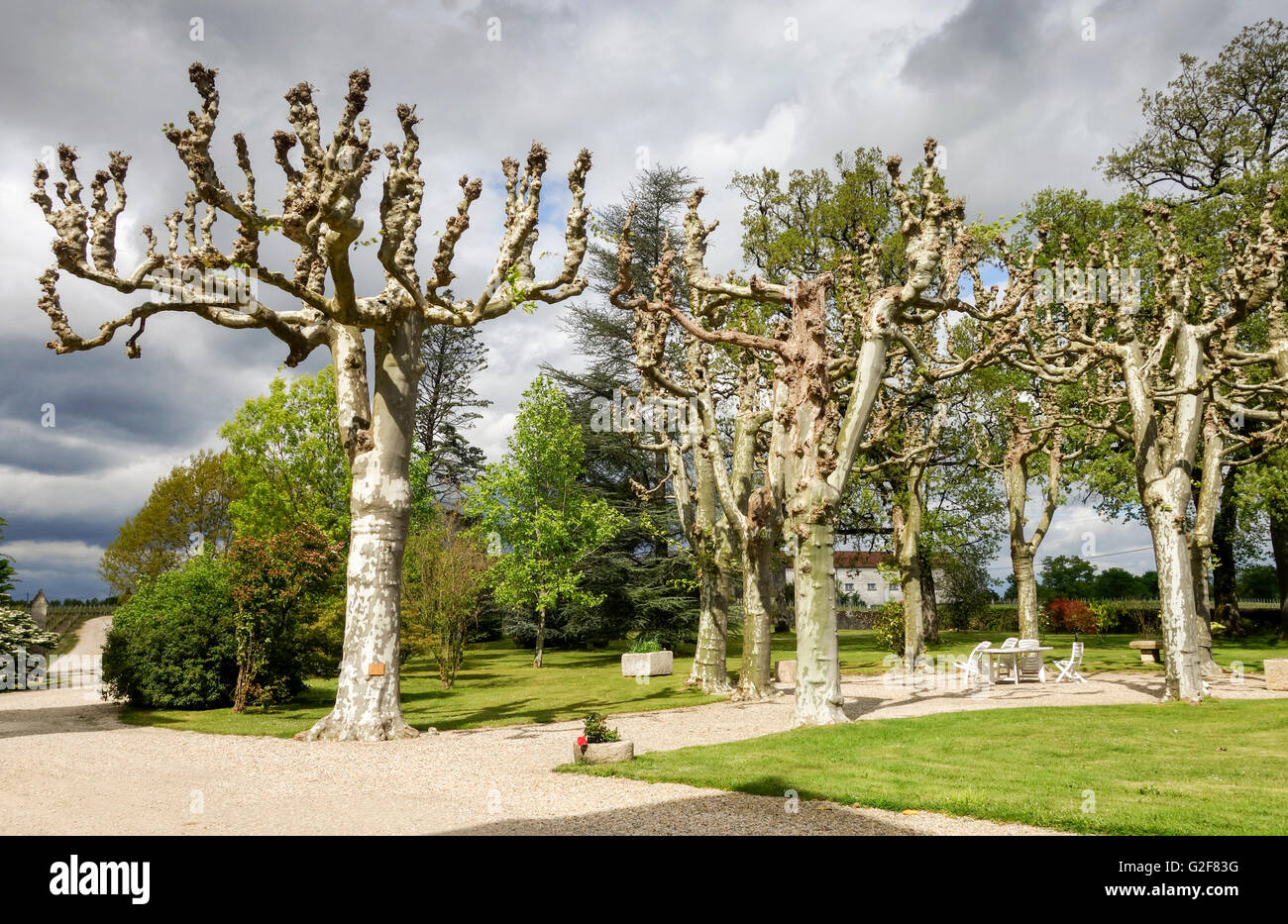 Sycamores (Acer pseudoplatanus) trees shaped truncated, in french ...