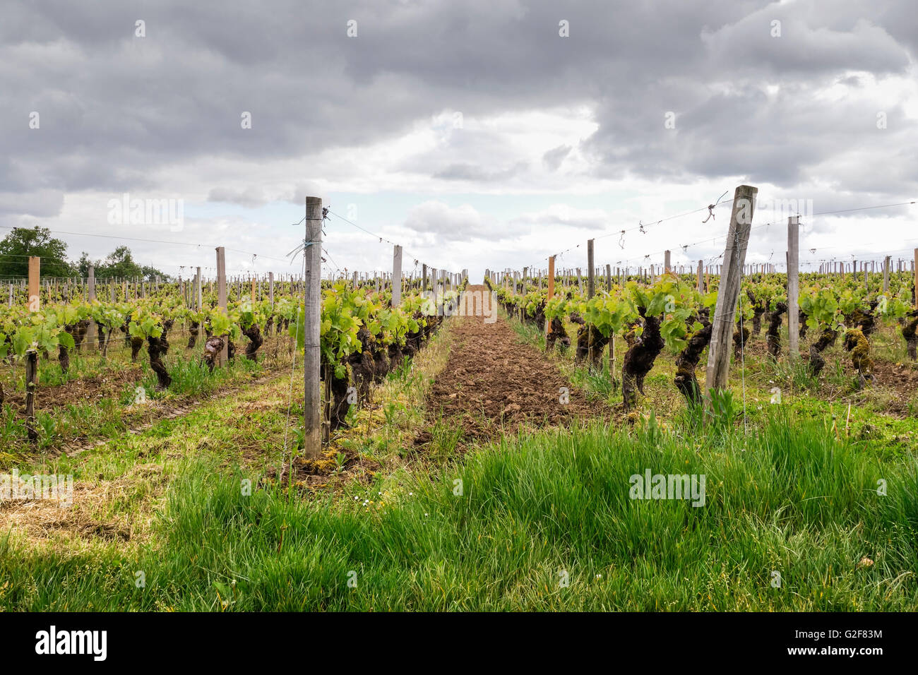 Carignan wine estate hi-res stock photography and images - Alamy