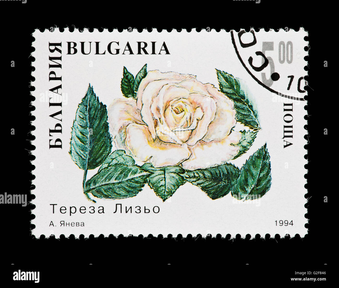 Postage stamp from Bulgaria depicting white rose Stock Photo - Alamy