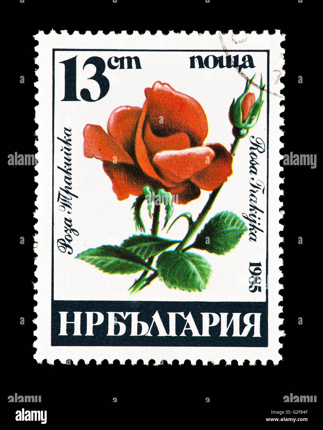 Postage stamp from Bulgaria depicting a red rose, variety Rosa trakijka ...