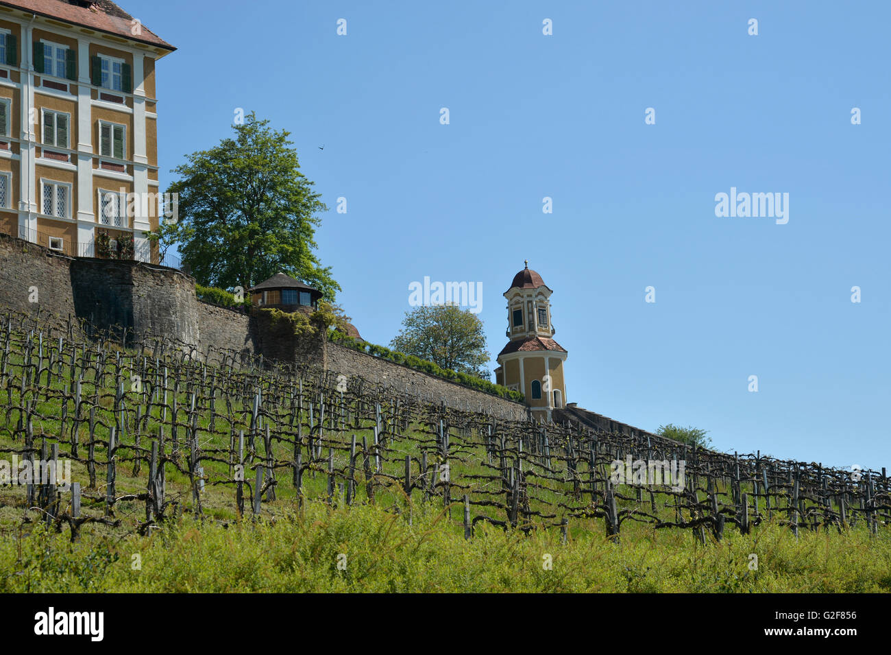 Vineyards (Schilcher), Schloss Stainz, Styria, Austria Stock Photo - Alamy