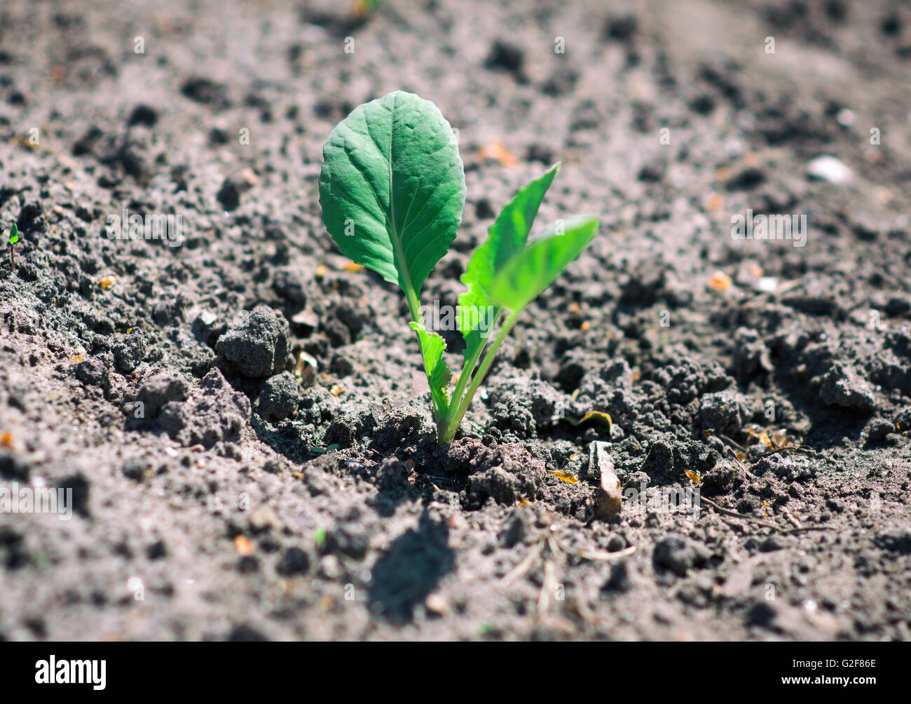 Seedlings garden hi-res stock photography and images - Alamy
