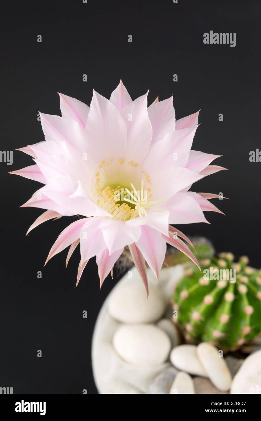 Cactus flower growing from a small cactus against black background ...