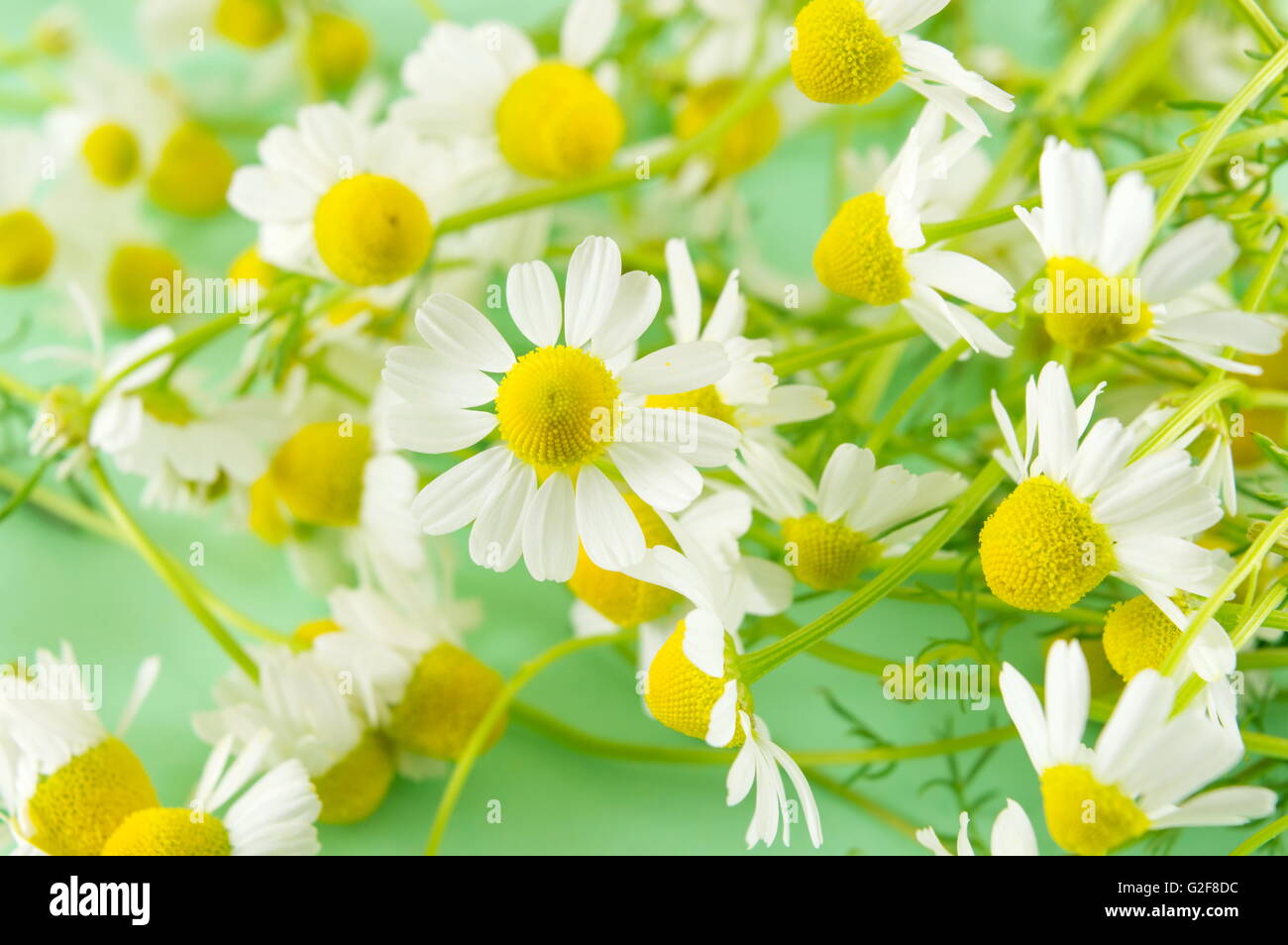 Beautiful summer flowers chamomile hi-res stock photography and images ...