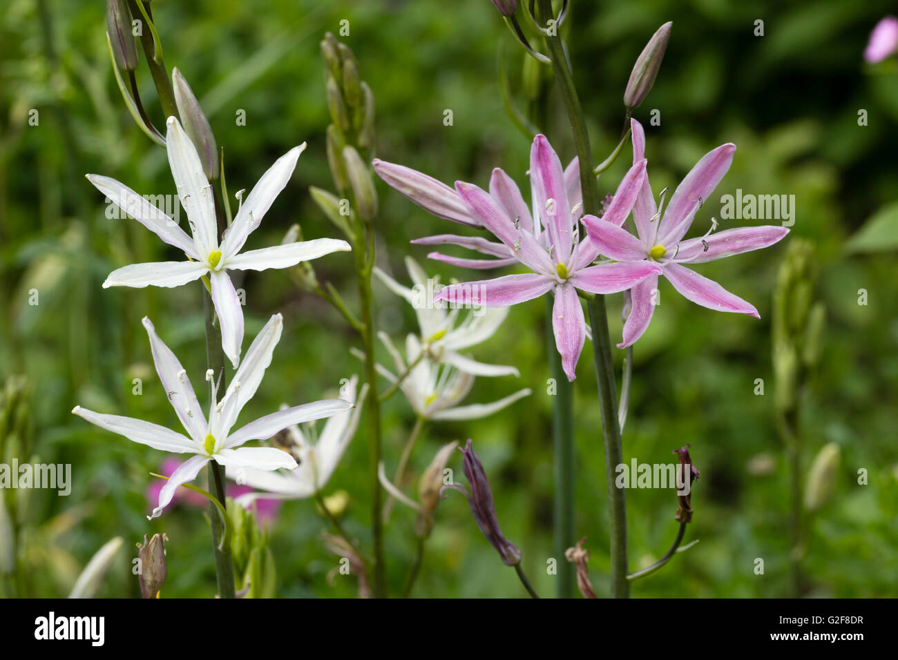 Pink and white starry flowers of the late spring blooming bulb ...