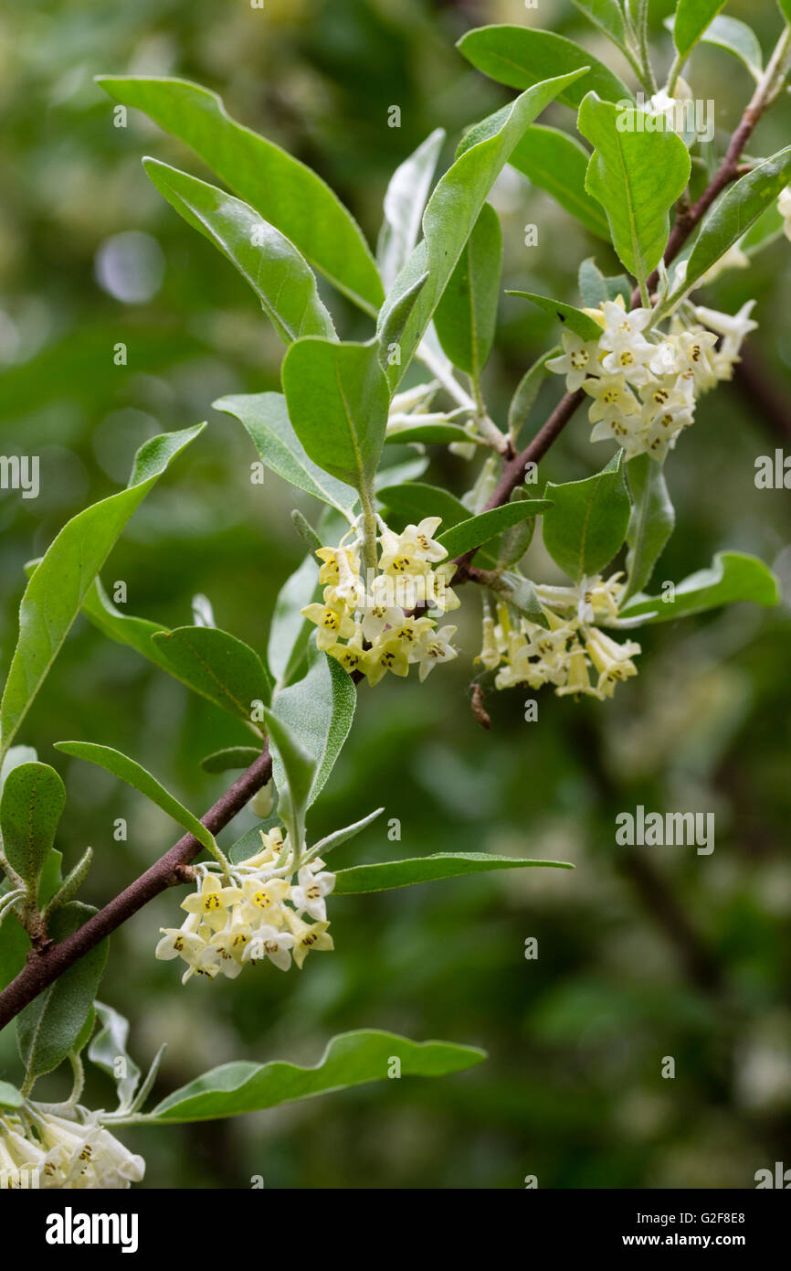 Garden olive tree hi-res stock photography and images - Alamy