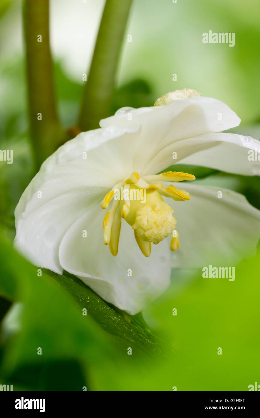 Single flowers of the mayapple, Podophyllum peltatum, are carried under ...