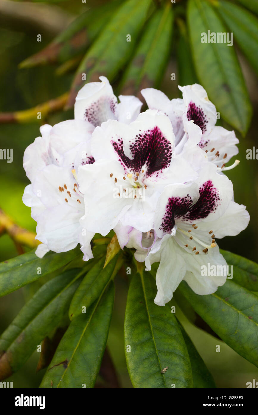 Flower truss of the hardy hybrid Rhododendron 'Sappho', one of the ...
