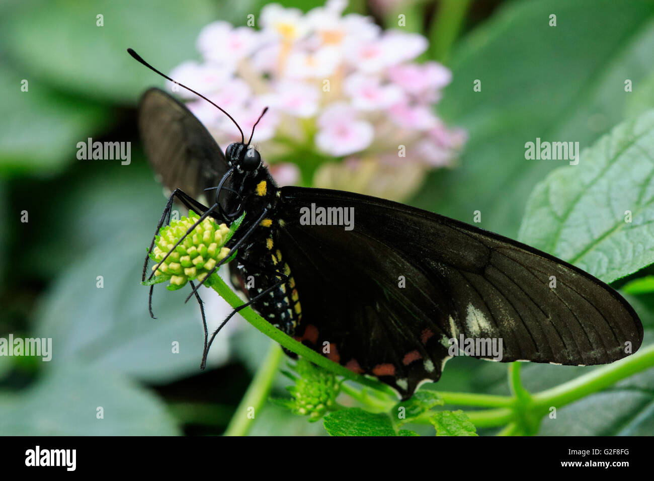 Black tropical swallowtail from below Stock Photo - Alamy