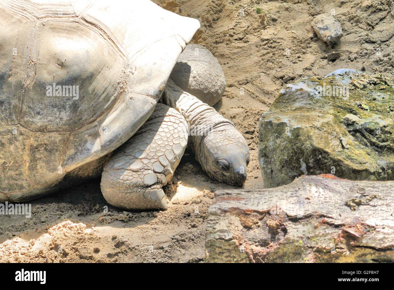 Giant marine turtle hi-res stock photography and images - Alamy