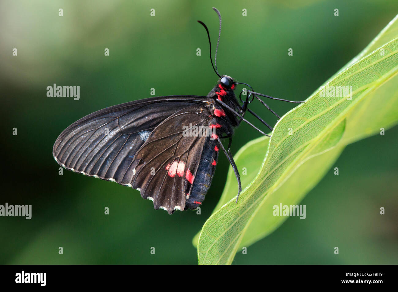 Cattleheart swallowtail (Parides iphidamas) t rest on leaf Stock Photo ...