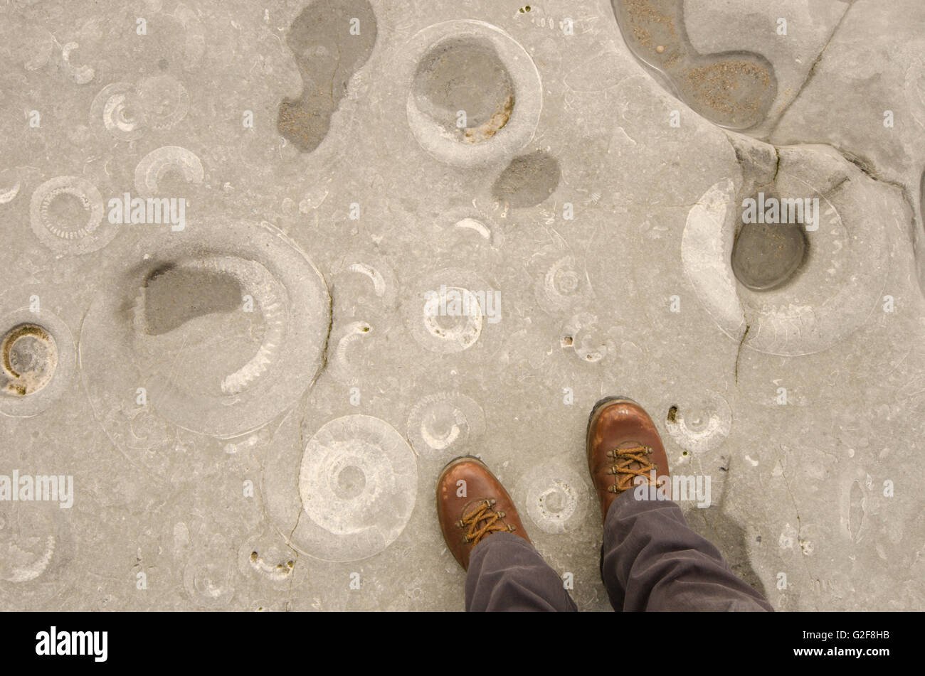 ammonite fossils on the "Ammonite Pavement" beach at Lyme Regis, Dorset ...