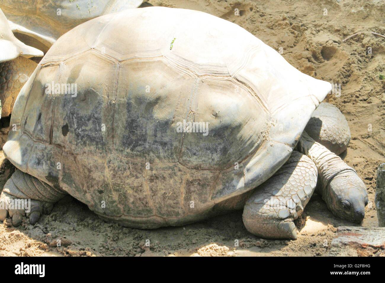 Turtle tortoise animal hi-res stock photography and images - Alamy