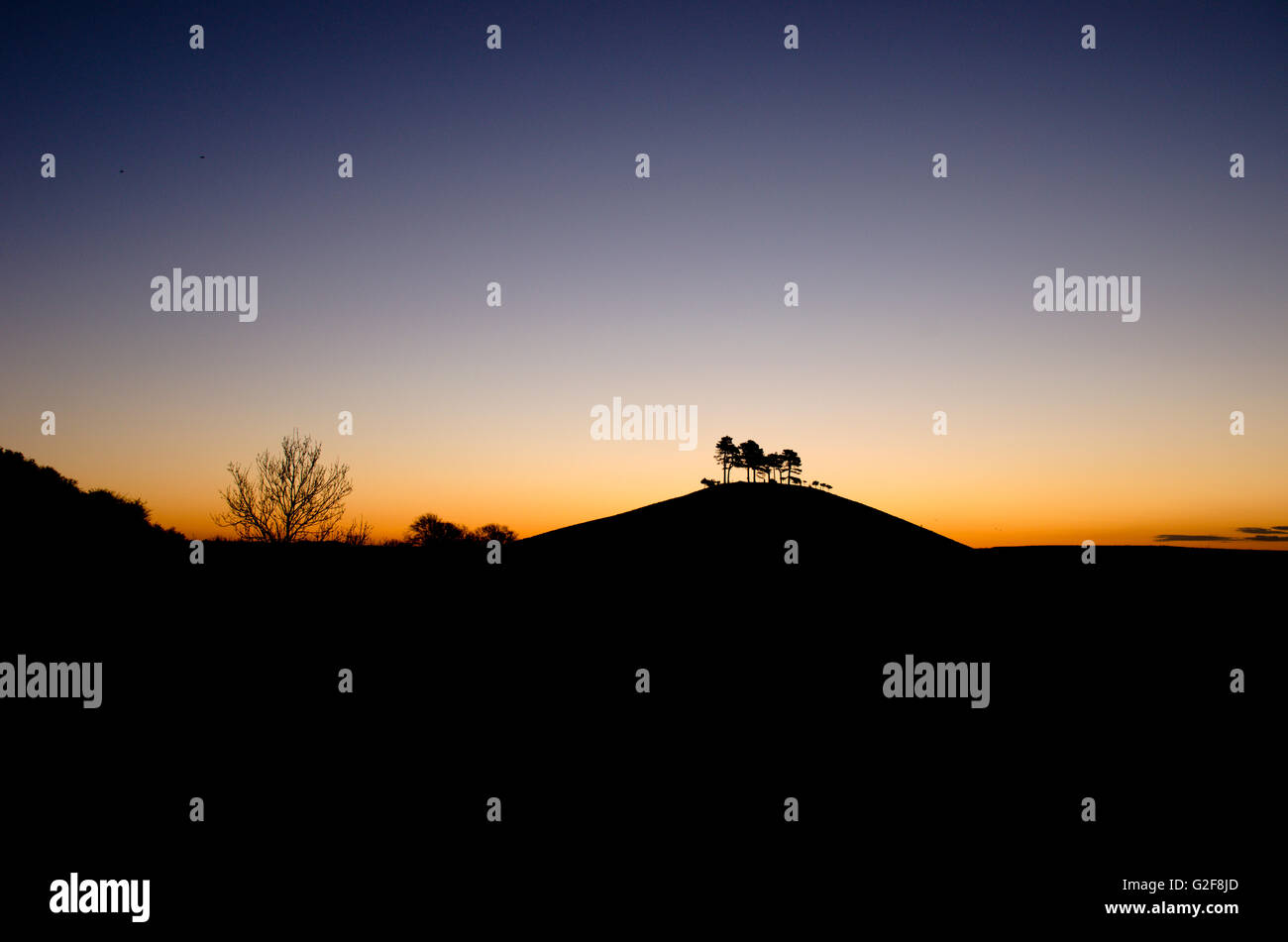 Colmers Hill, near Symondsbury, Dorset, UK, Pine trees at sunrise ...