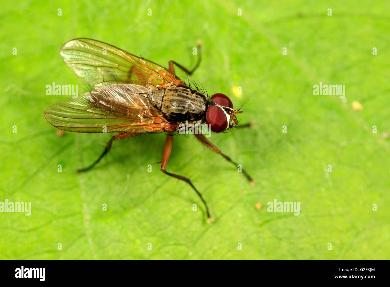 Anthomyiidae hi-res stock photography and images - Alamy