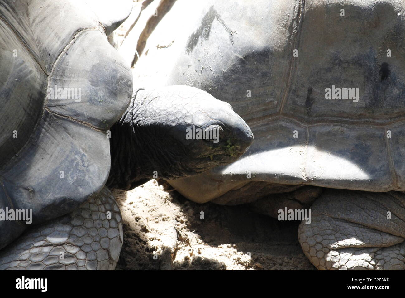 Giant marine turtle hi-res stock photography and images - Alamy