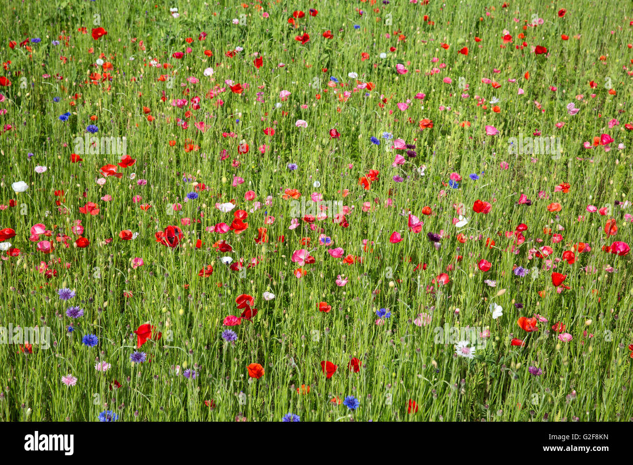 Field of poppies Stock Photo - Alamy
