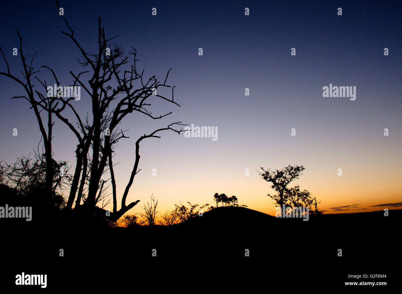 Colmers Hill, near Symondsbury, Dorset, UK, Pine trees at sunrise ...