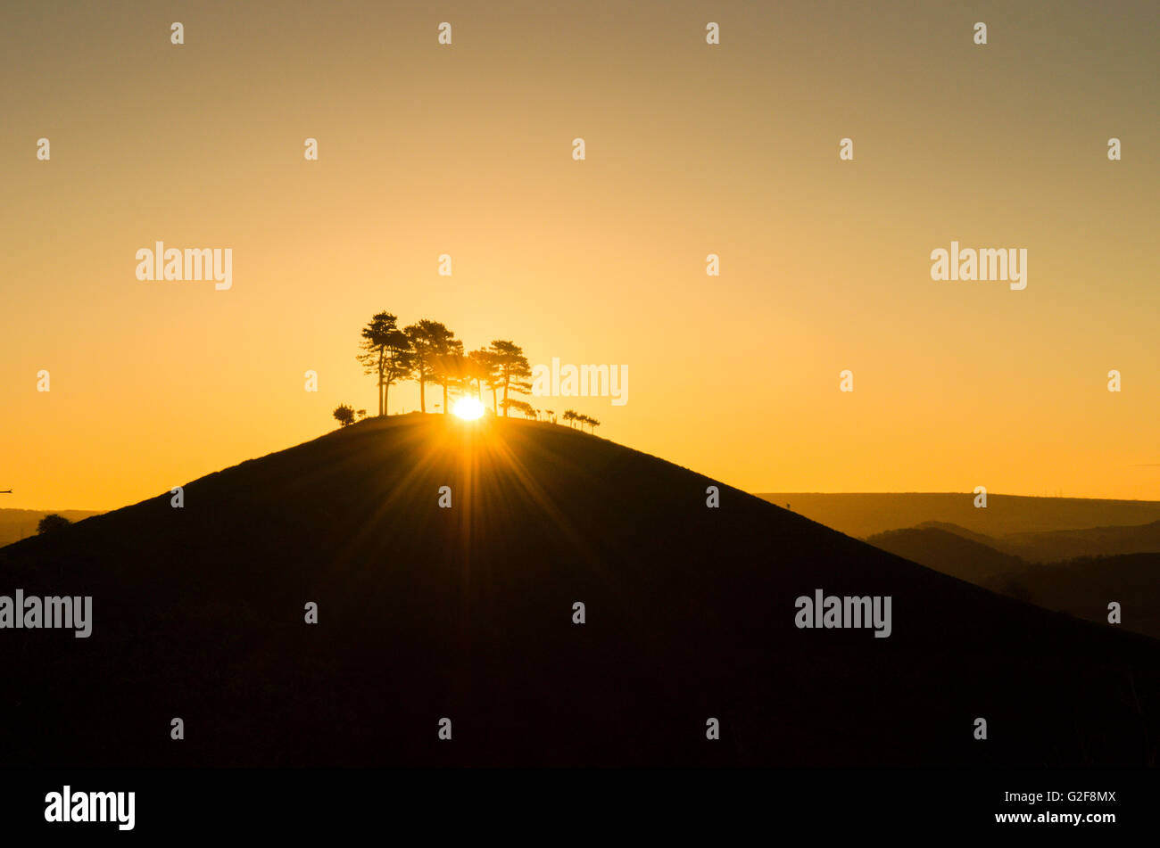 Colmers Hill, near Symondsbury, Dorset, UK, Pine trees at sunrise ...