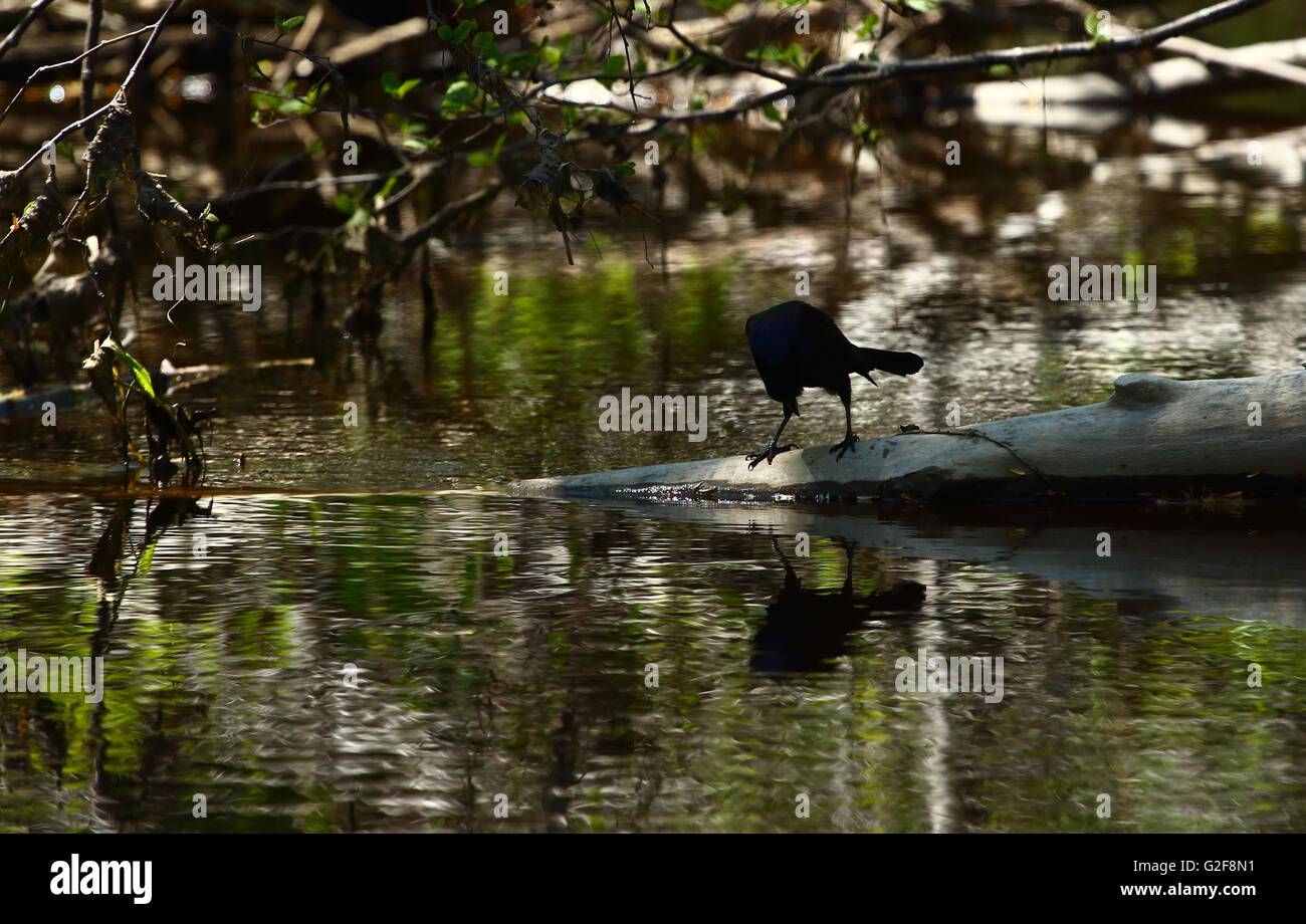 blackbird fascinated by its own reflection Stock Photo - Alamy