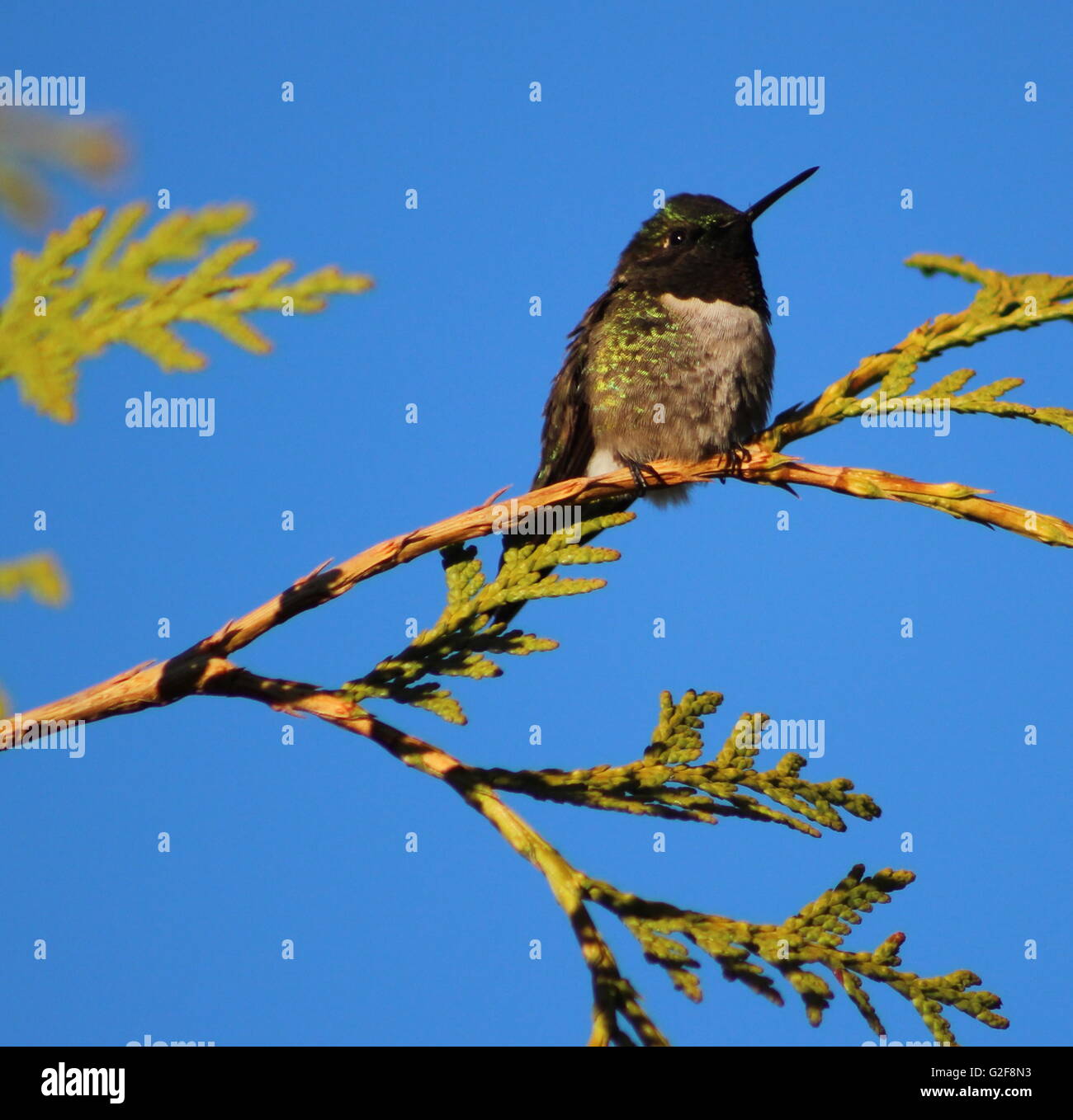 Ruby throat hi-res stock photography and images - Alamy