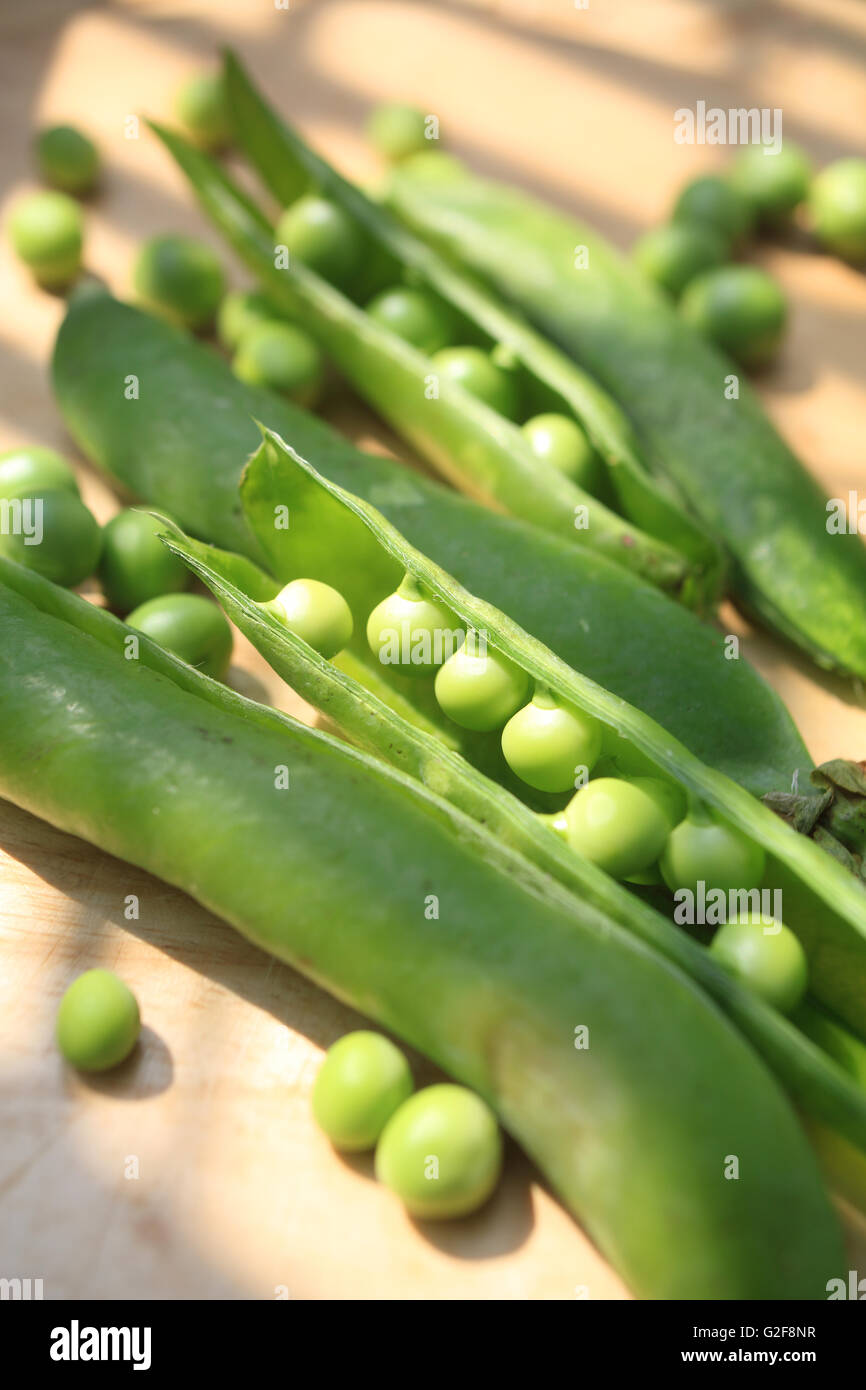 Peas in pods, being prepared for cooking, in England, UK Stock Photo ...
