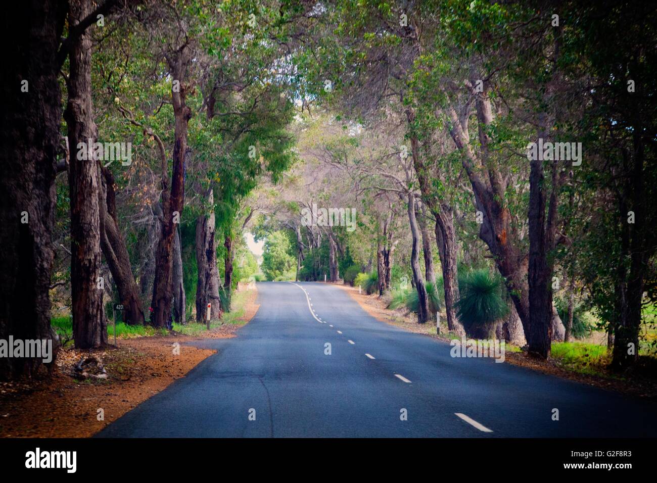 Cave Road, winding lined and shaded by the Karri trees of the Boranup ...