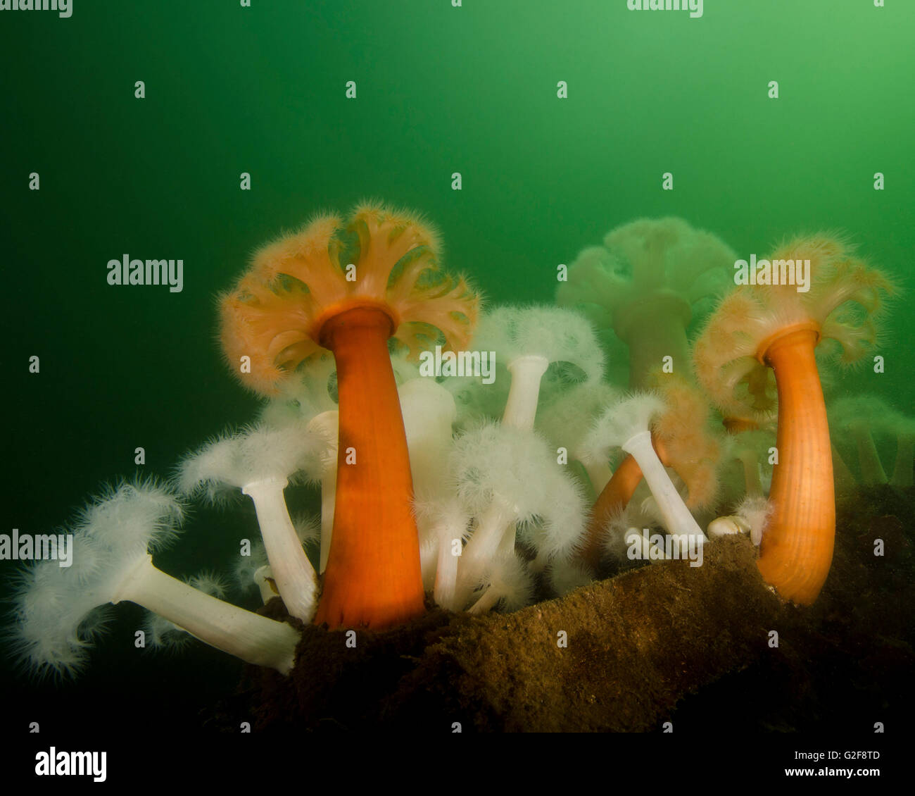 Plumose hi-res stock photography and images - Alamy