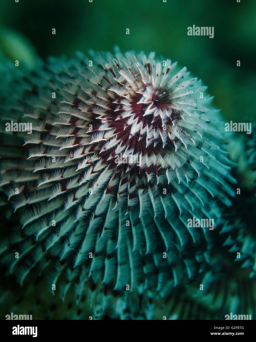 A red and white Christmas tree worm in Cozumel, Mexico Stock Photo - Alamy