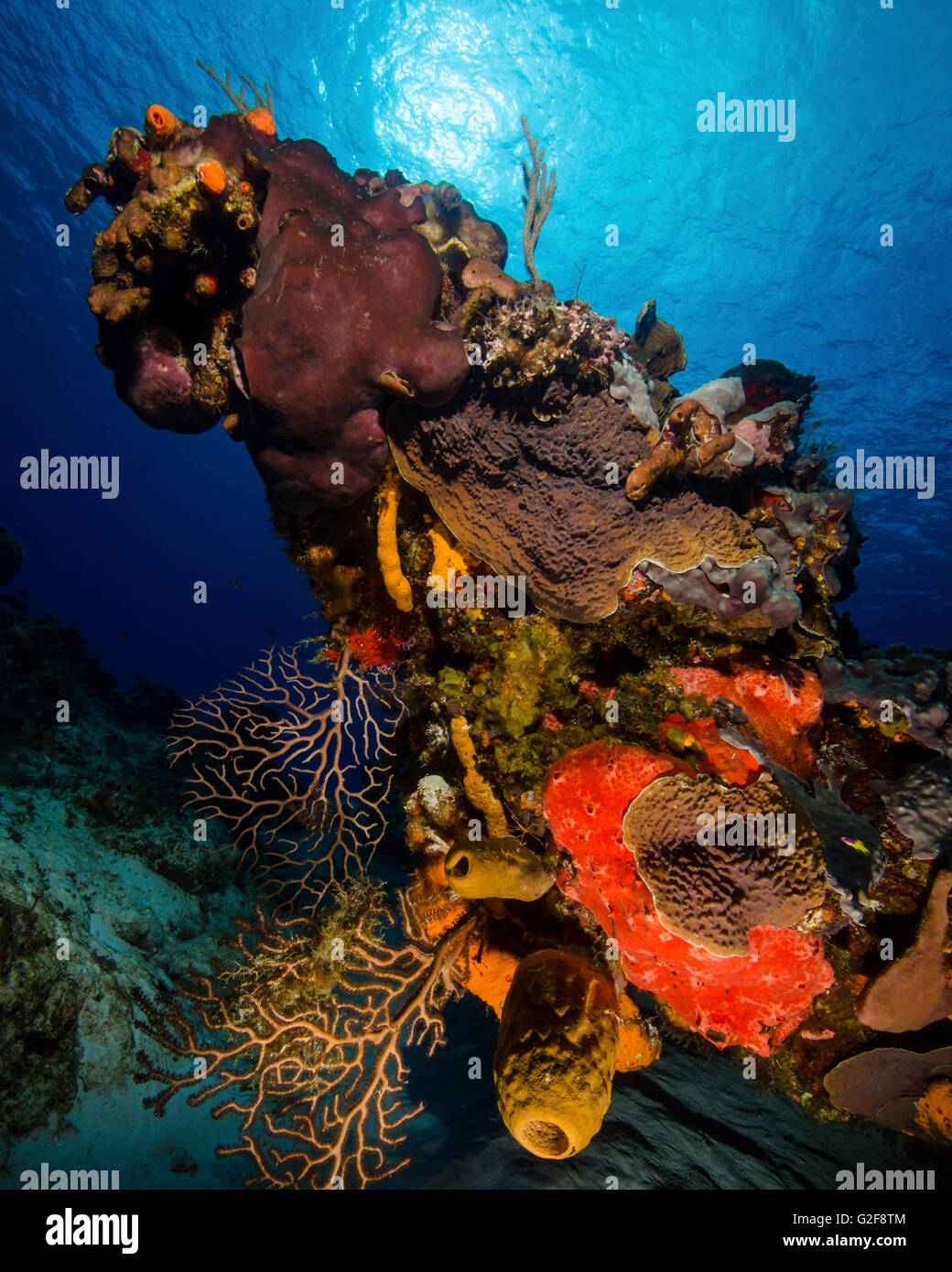 A colorful reef scene with sunburst at Cozumel, Mexico Stock Photo - Alamy