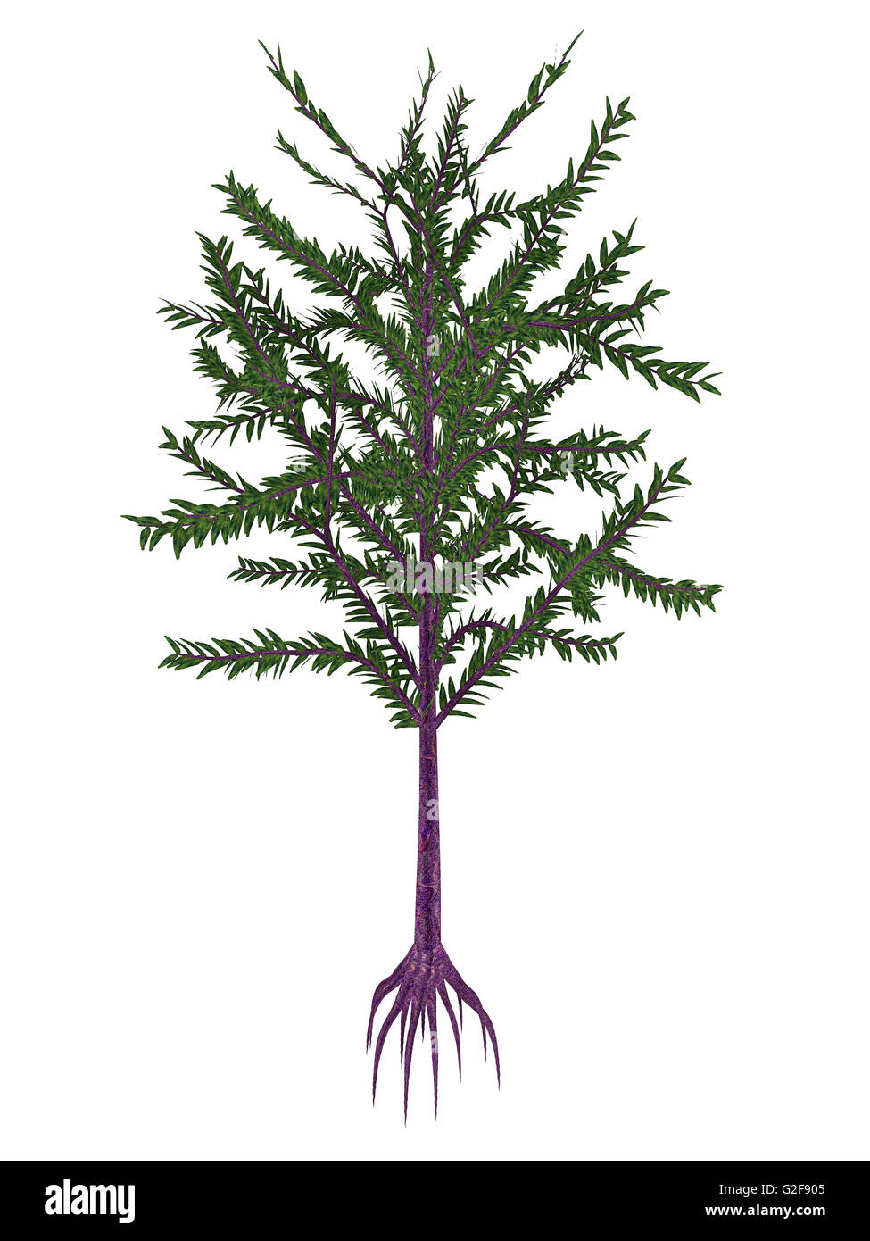 Dicroidium prehistoric seed plant from the Triassic period, isolated on ...