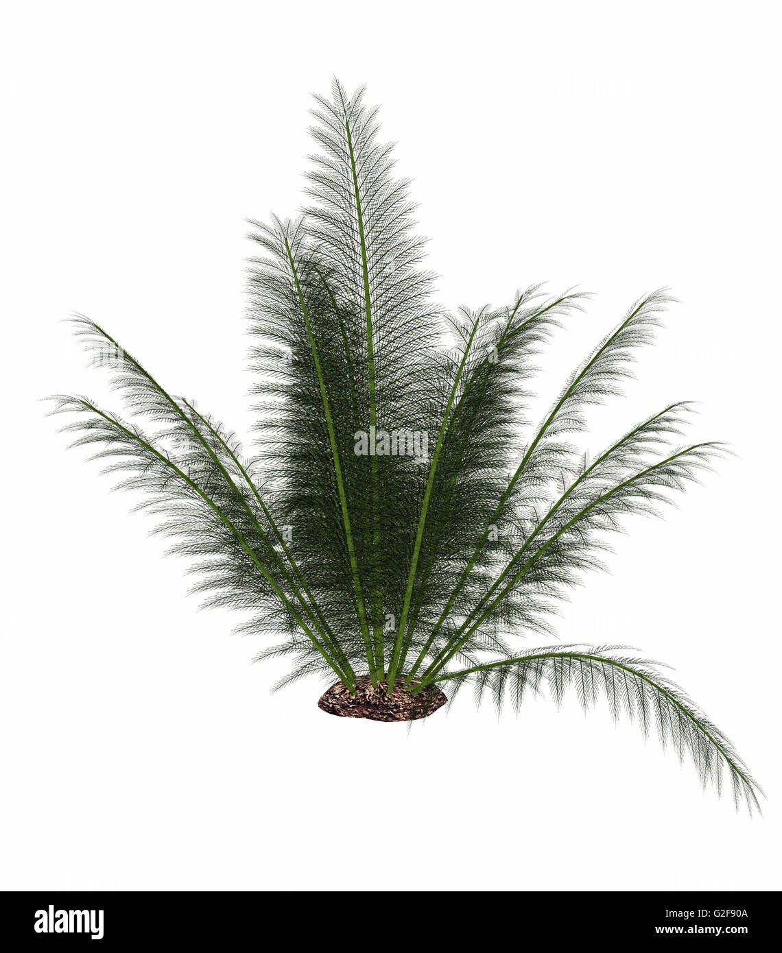 Prehistoric plants hi-res stock photography and images - Alamy