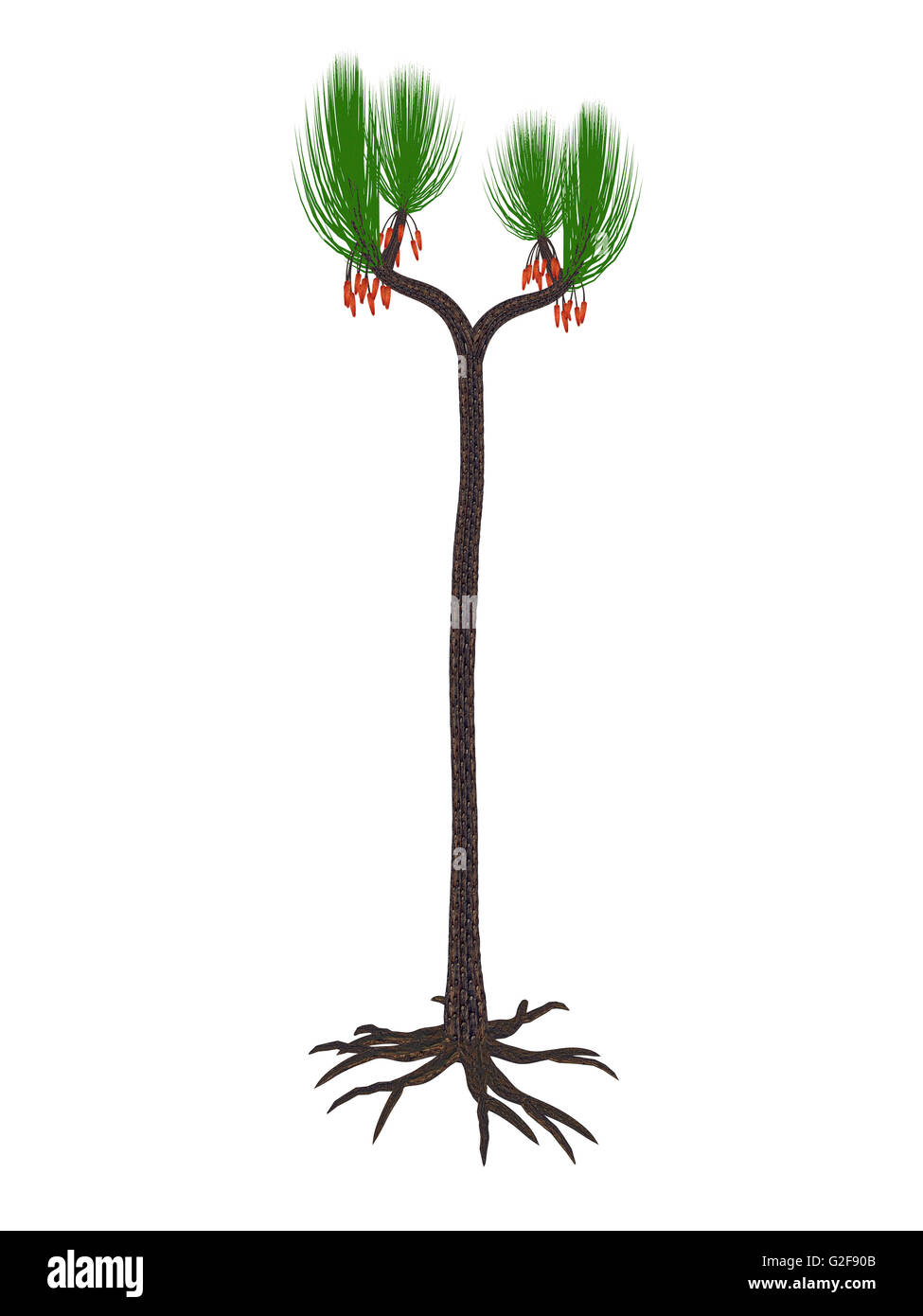 Sigillaria prehistoric plant, isolated on white background Stock Photo ...