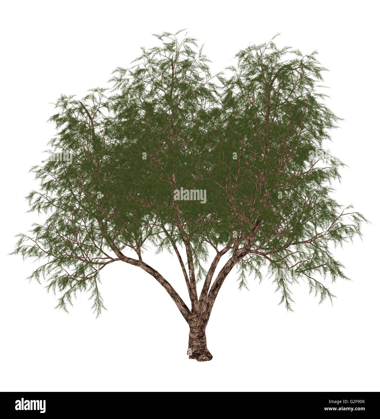 The French tamarisk (Tamarix gallica) tree, isolated on white ...