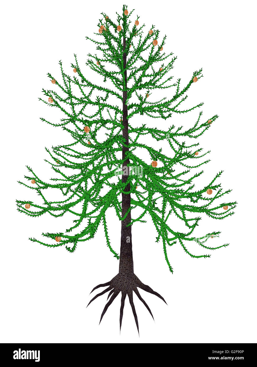 Prehistoric tree hi-res stock photography and images - Alamy