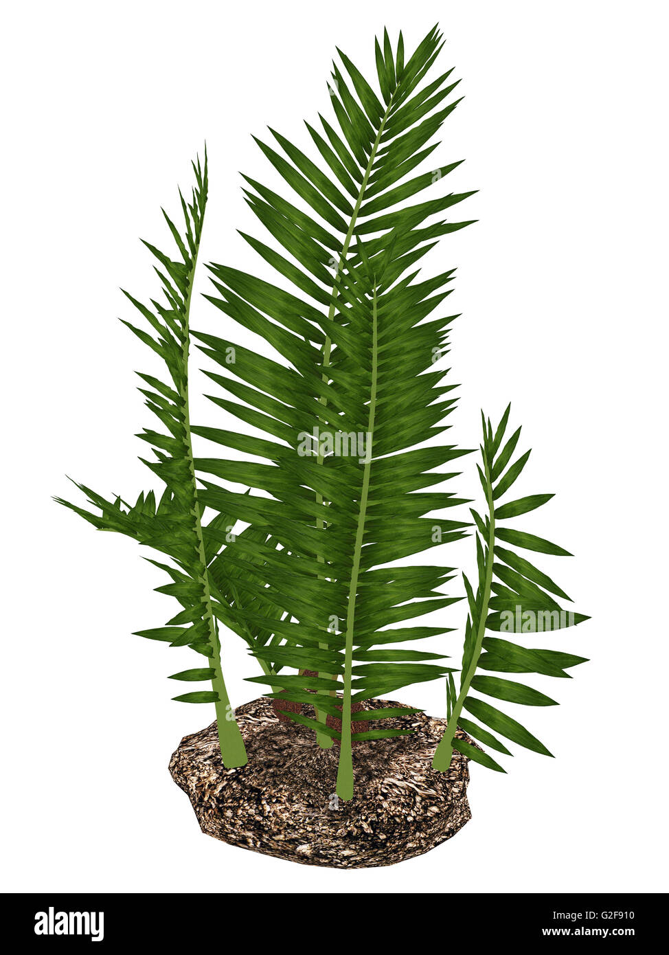 Mesozoic plant fossil hi-res stock photography and images - Alamy