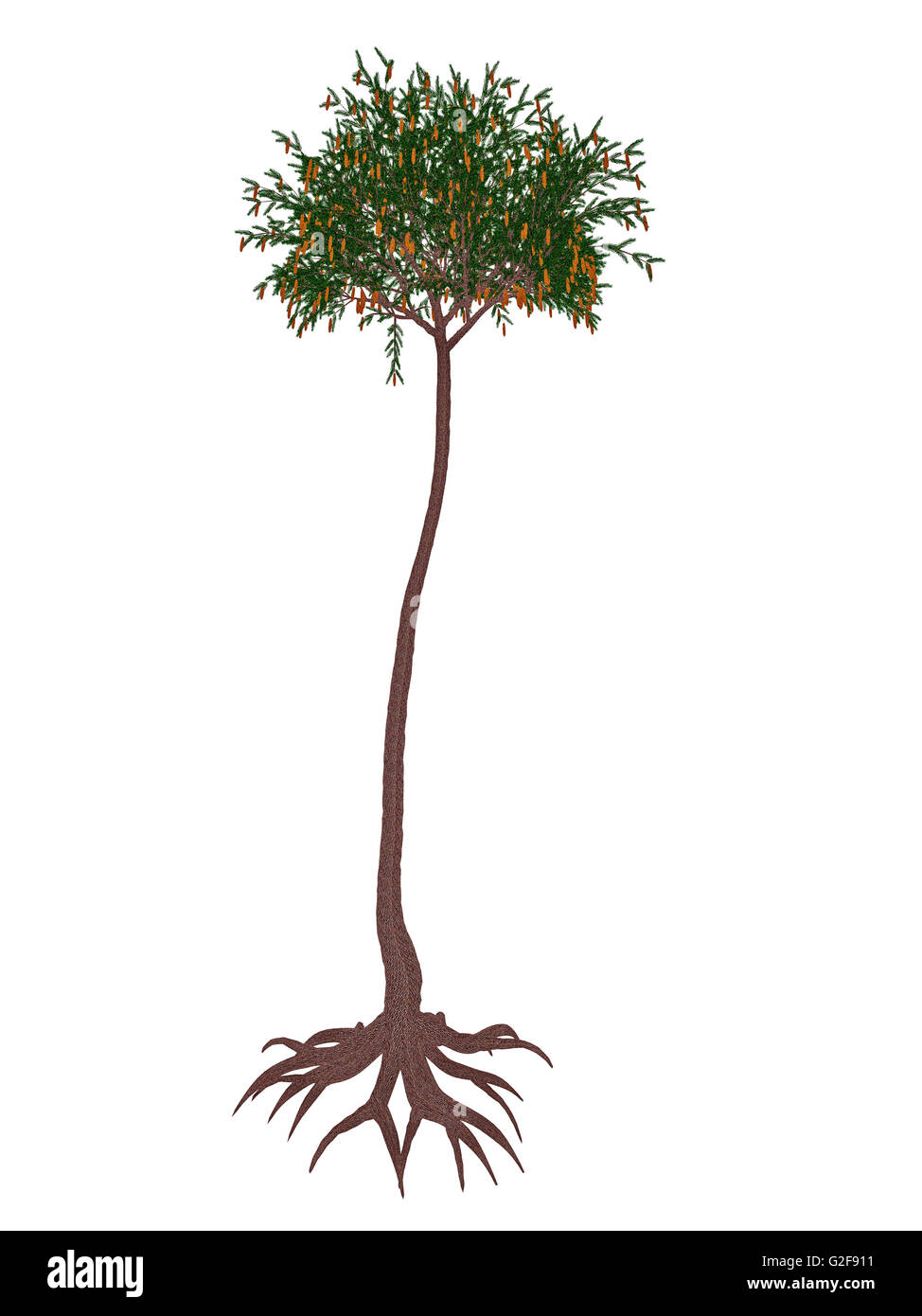 Lepidodendron prehistoric tree, isolated on white background Stock ...