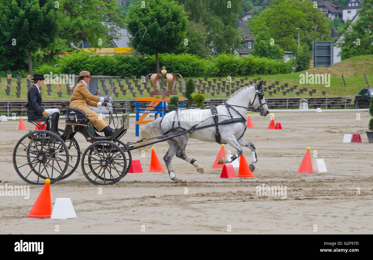 Obstacle course race of the international horse carriage coach racing ...