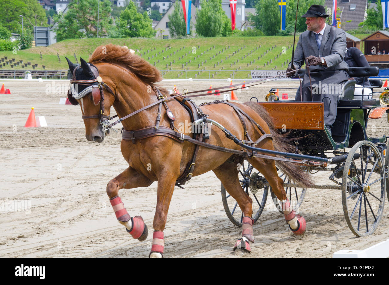 Obstacle course race of the international horse carriage coach racing ...