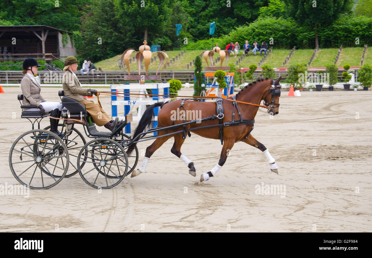 Obstacle course race of the international horse carriage coach racing ...
