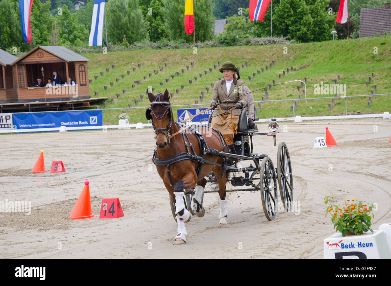 Obstacle course race of the international horse carriage coach racing ...