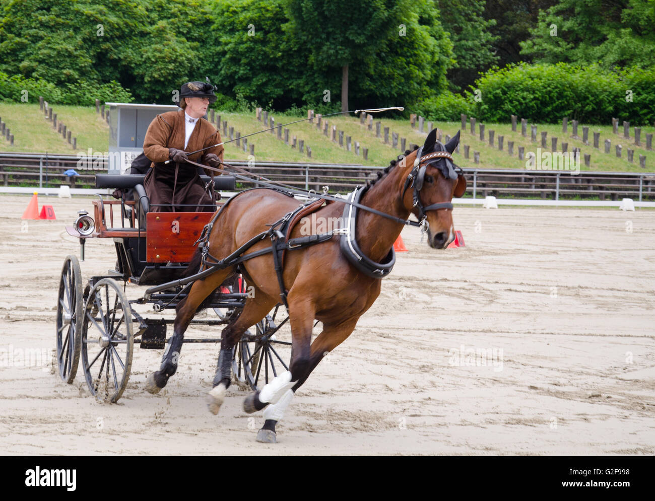Obstacle course race of the international horse carriage coach racing ...