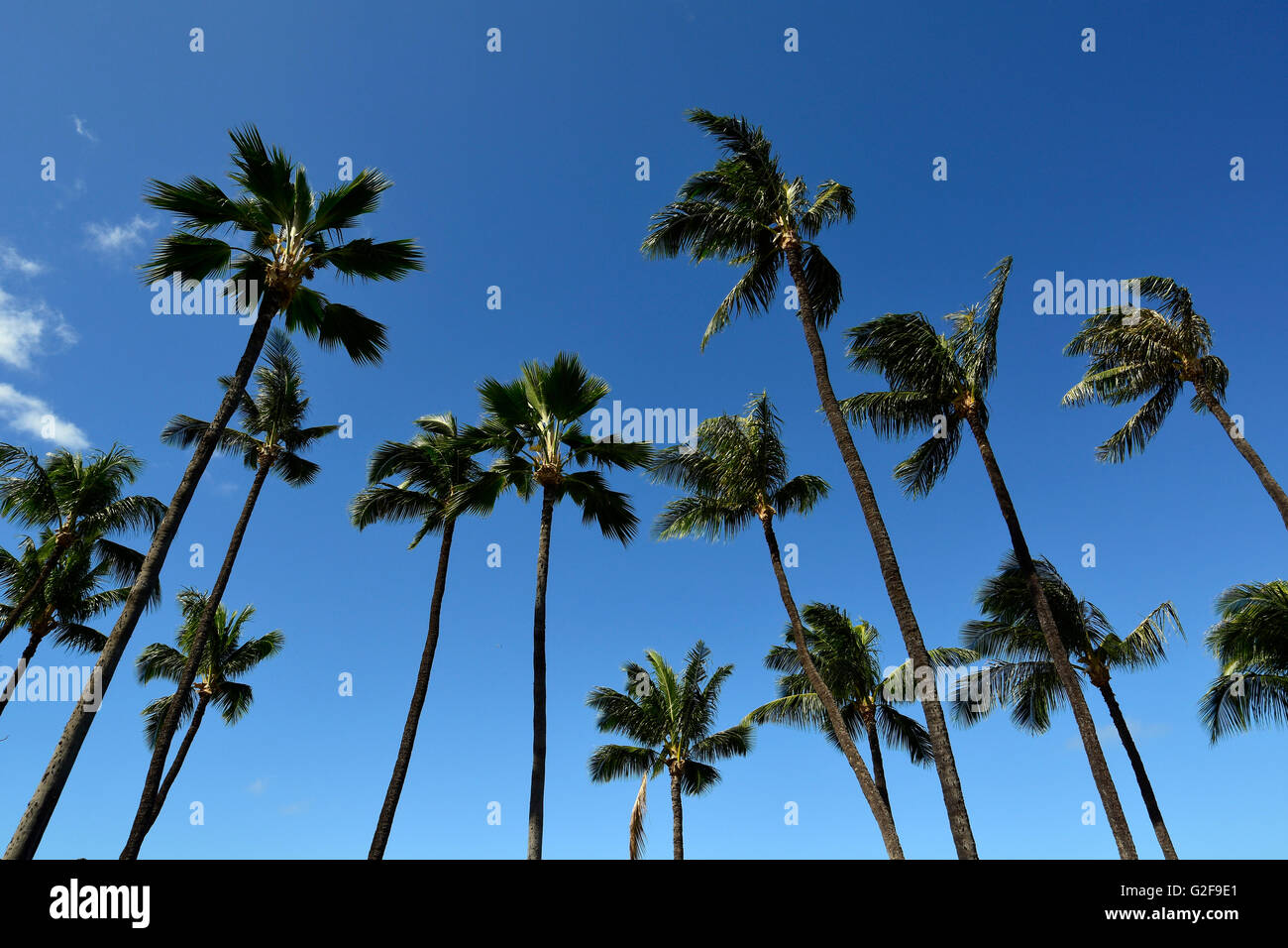 Low angle photography palm trees hi-res stock photography and images ...