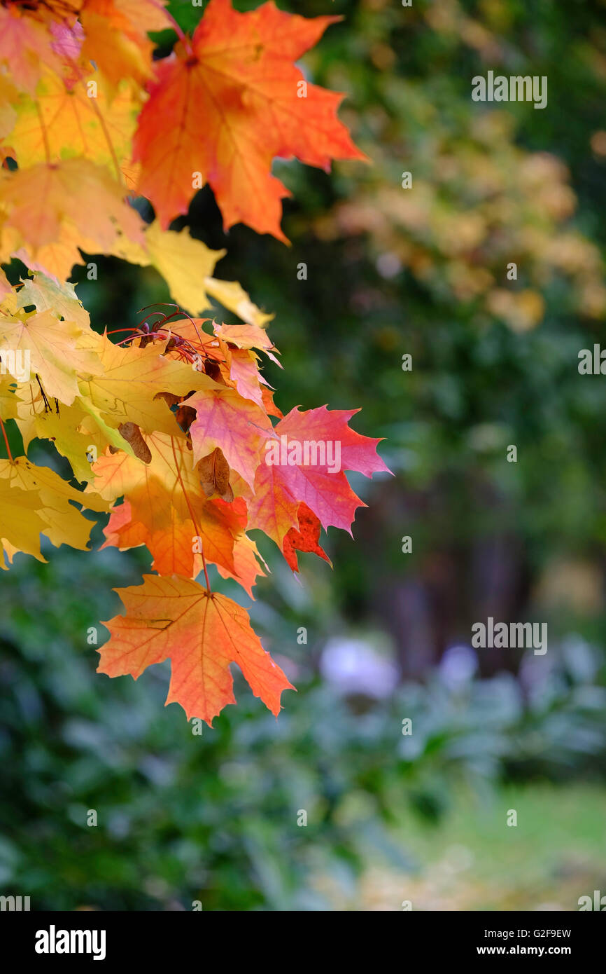 Harrow park london hi-res stock photography and images - Alamy