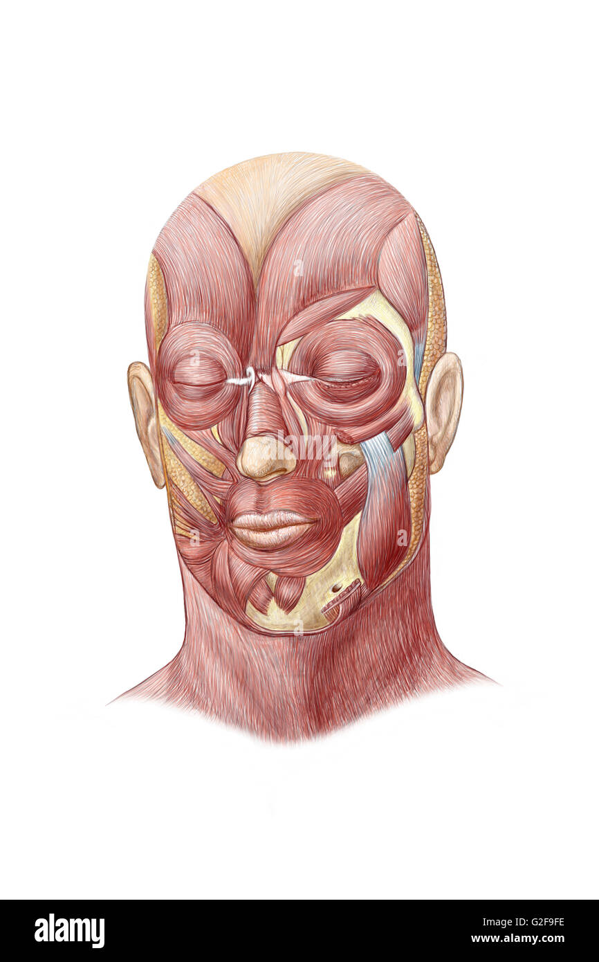 Facial muscles of the human face Stock Photo - Alamy