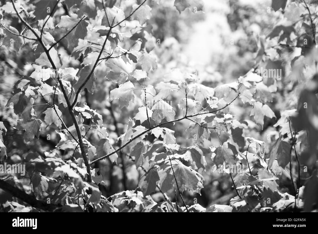 Sunshine leaves Black and White Stock Photos & Images - Alamy