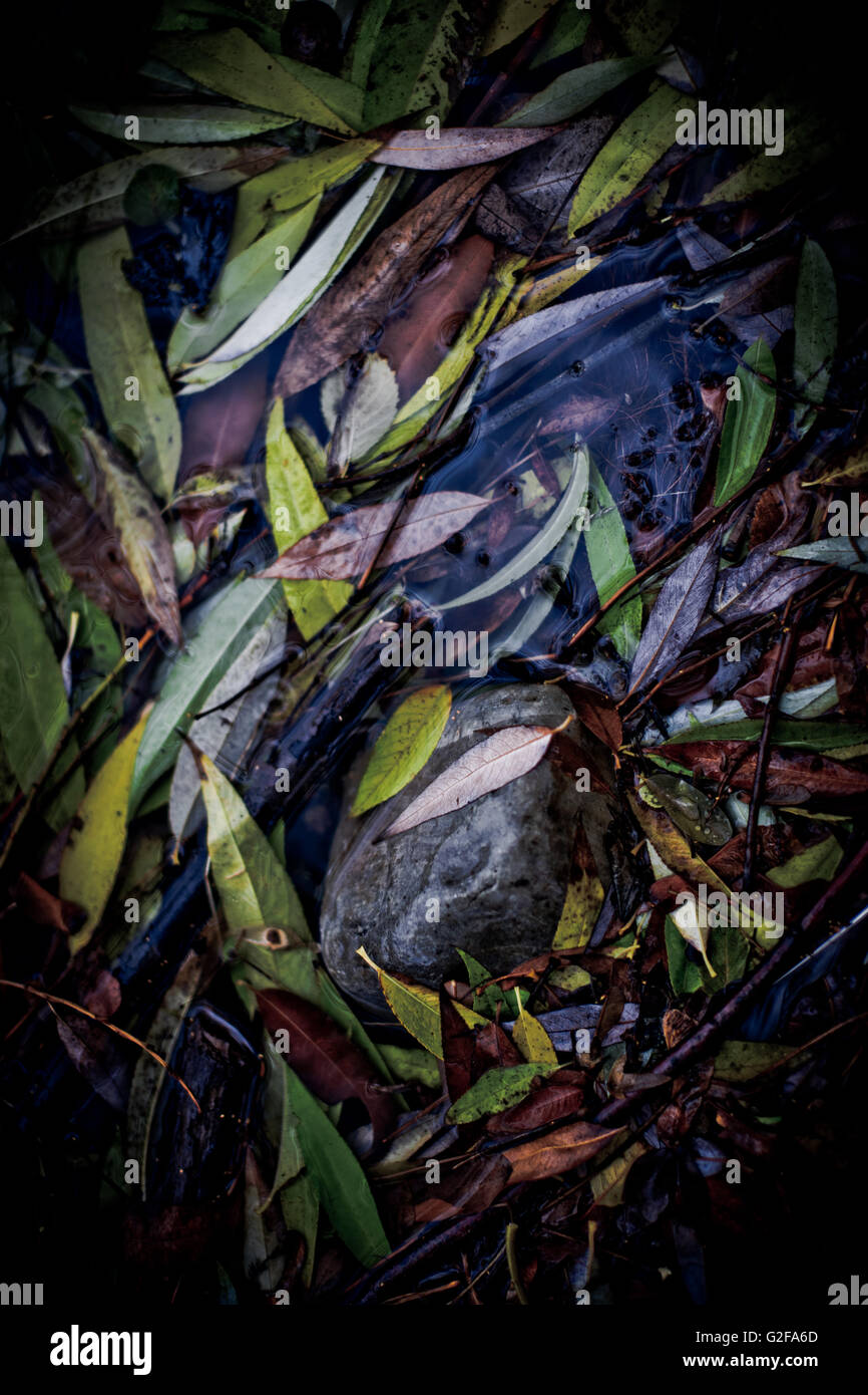 Fallen Leaves in Puddle of Water Stock Photo - Alamy