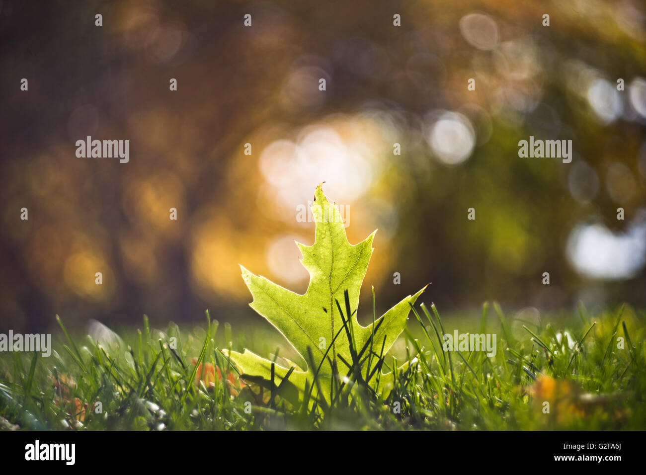 Ground upright hi-res stock photography and images - Alamy