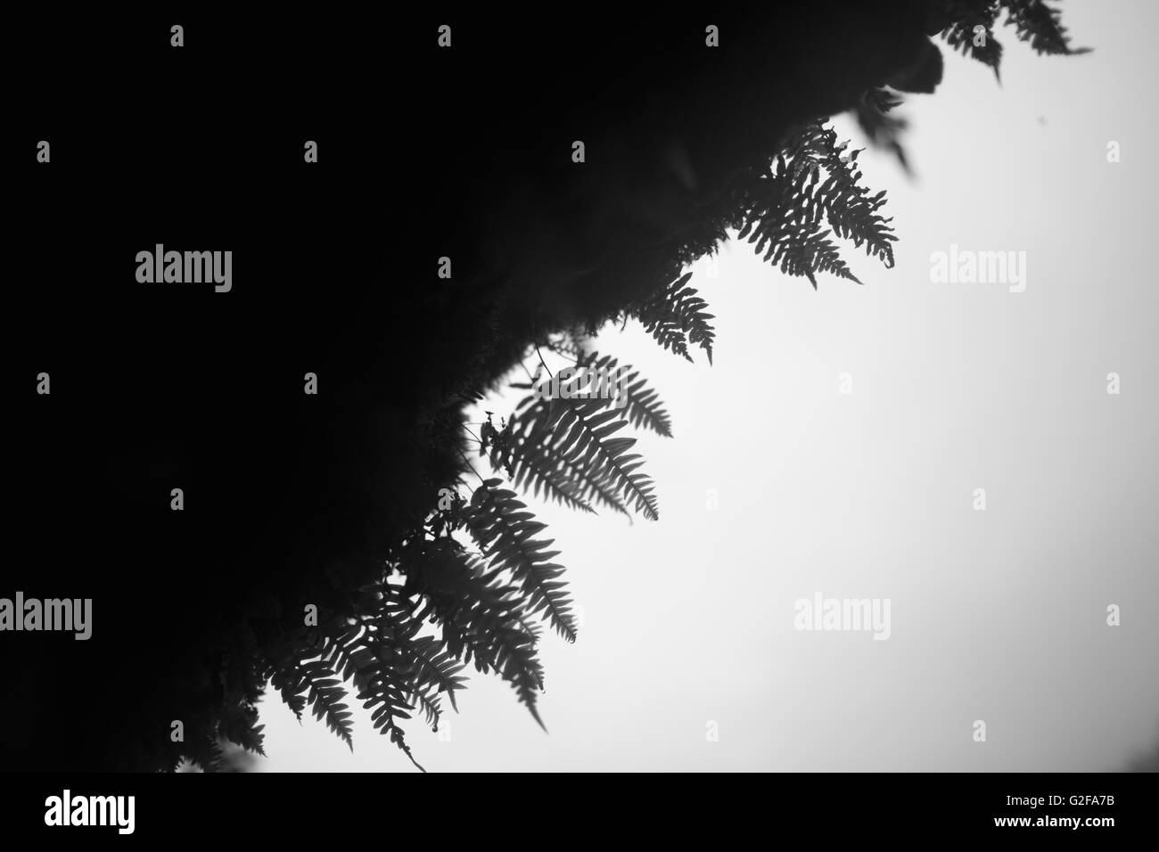 Fern Growth from Ridge Stock Photo - Alamy